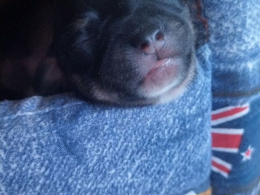 Щенки чихуахуа