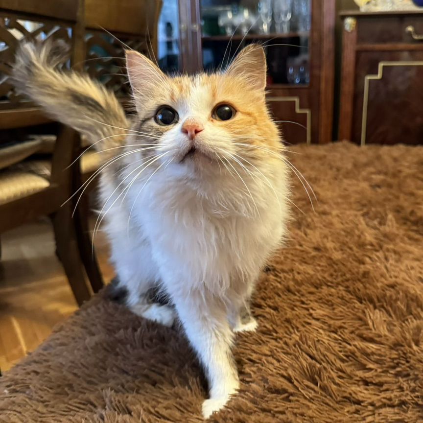 Ласковая кошечка Муся в дар