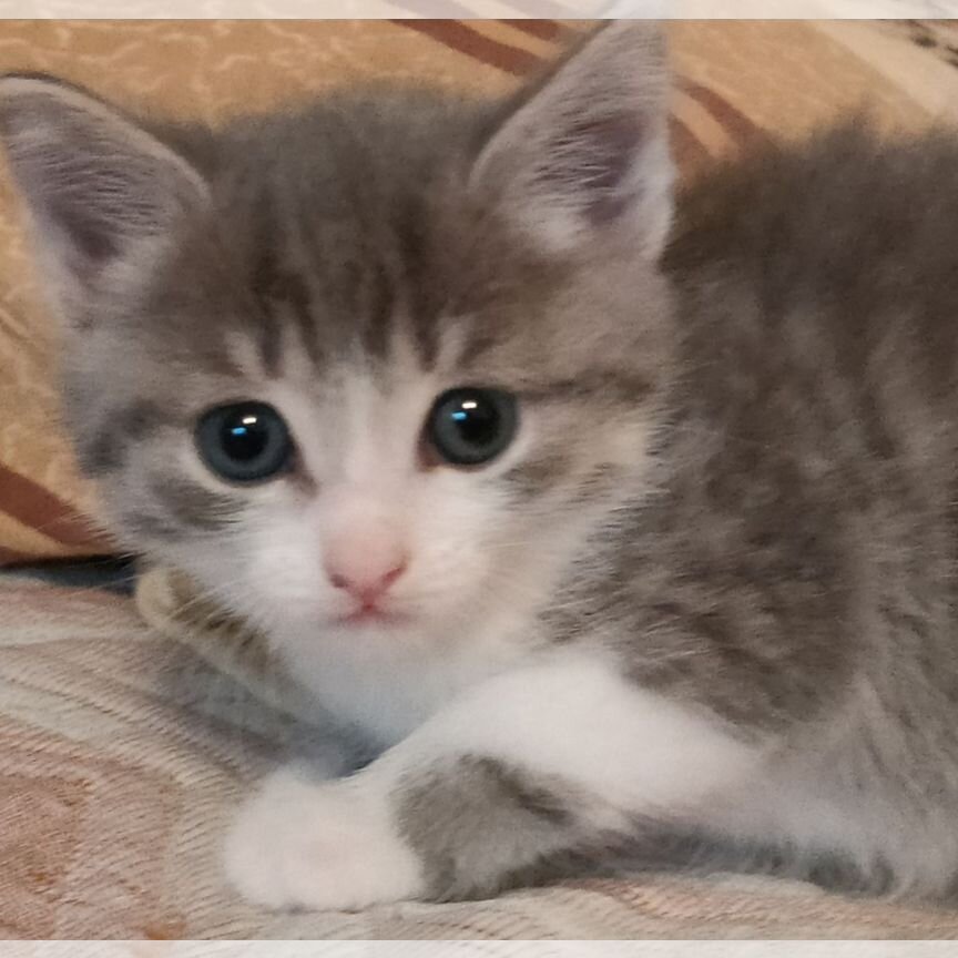 Котенок