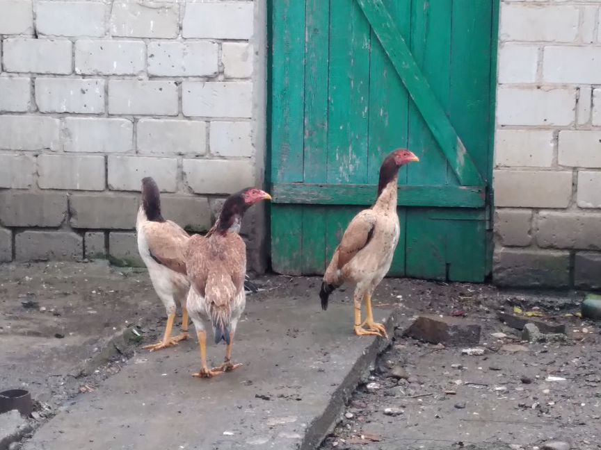 Турецкий хинт