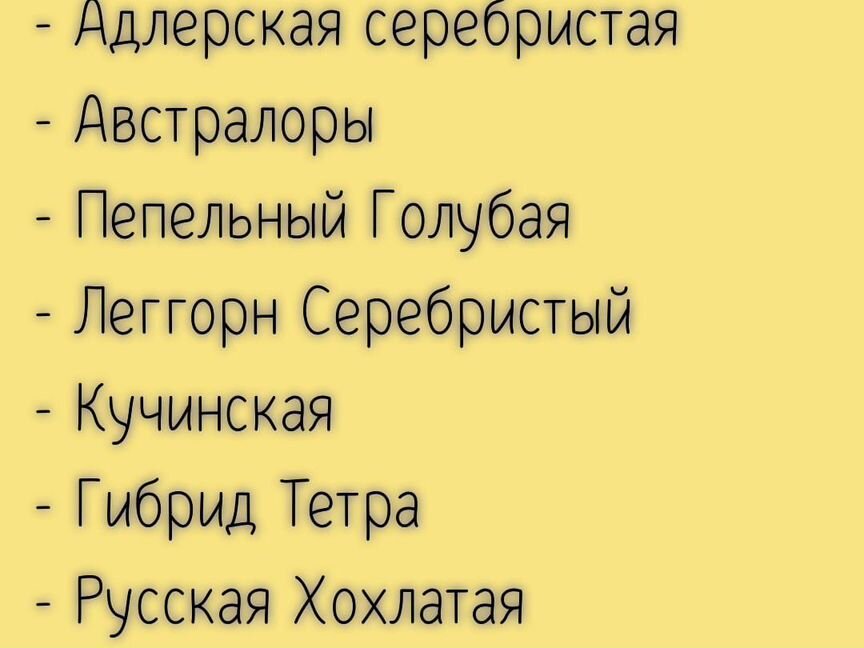 Цыплята суточные несушки