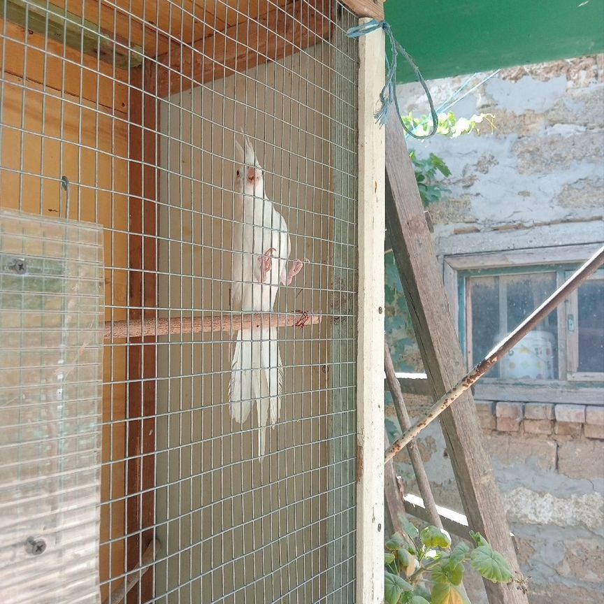 Попугай корелла