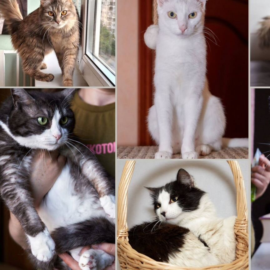 Кошечки и котята