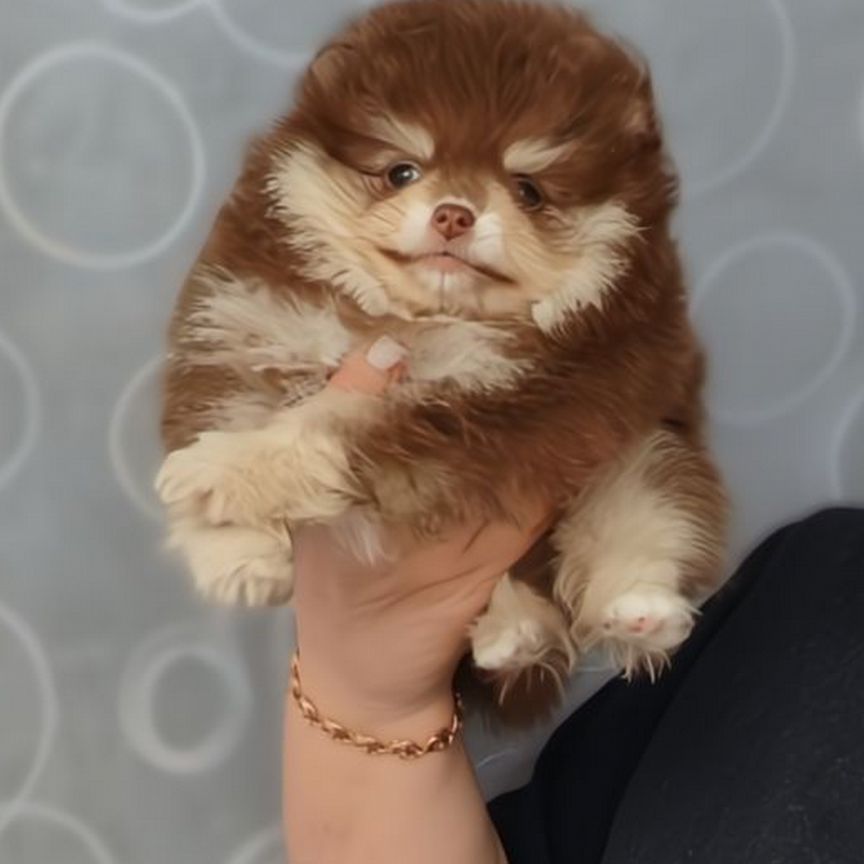 Померанский шпиц, щенок