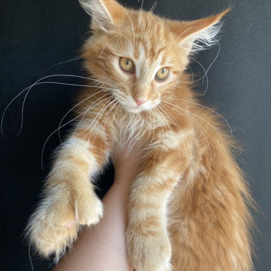 Мейн-кун полидак