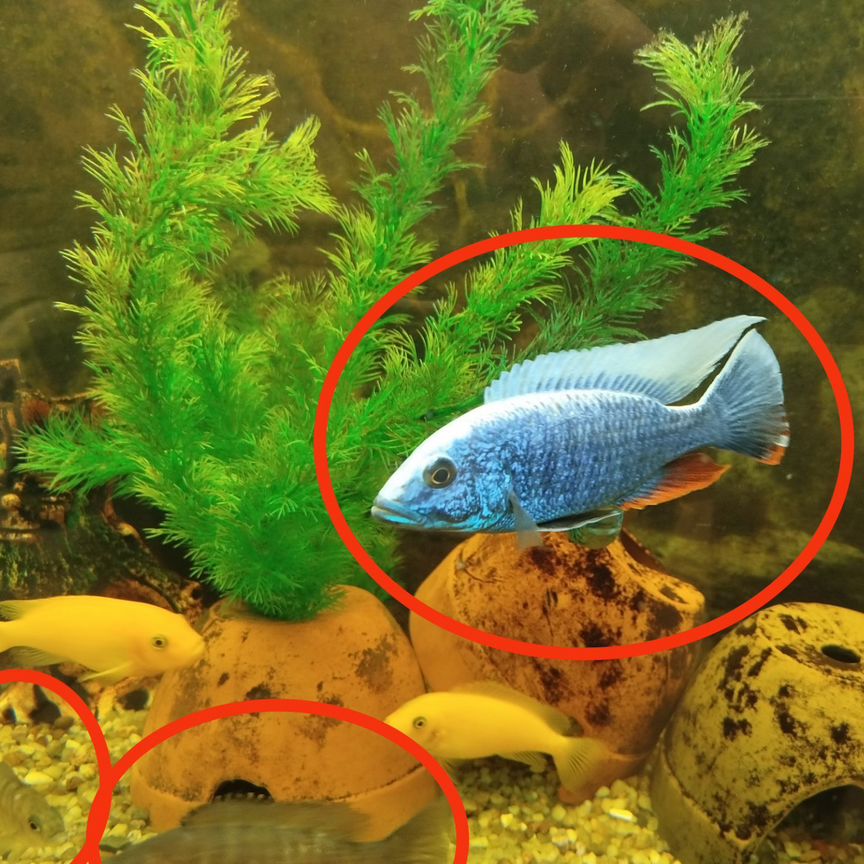 Аквариумные рыбки