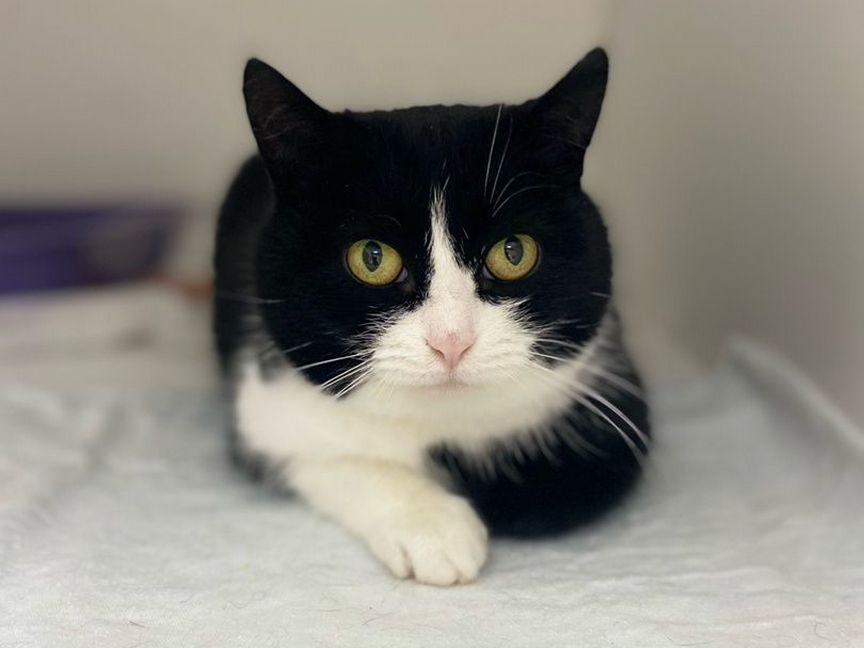 Котишки из приюта ждут человека