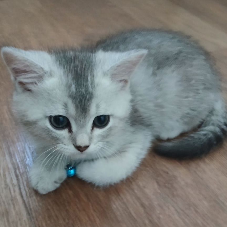 Шотландский вислоухий короткошёрстный котёнок