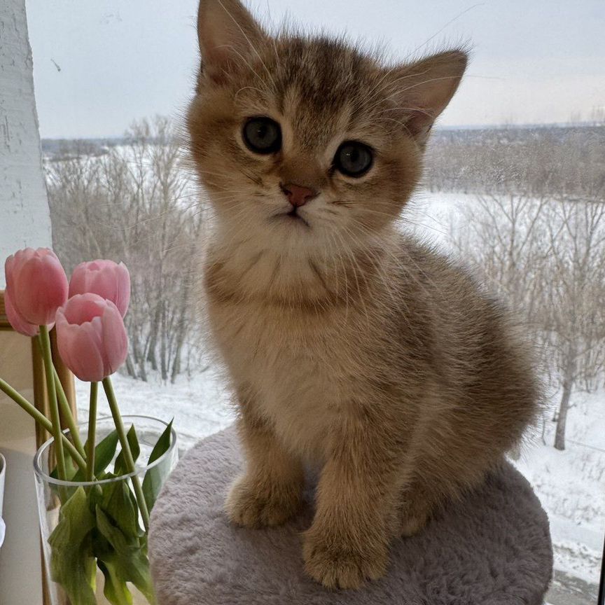 Котик золотая шиншилла