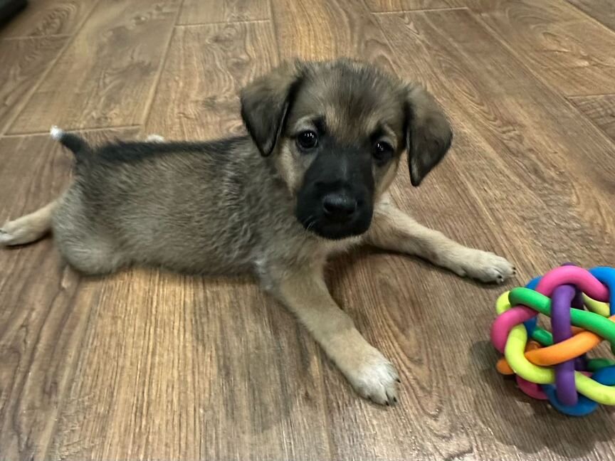 Щенок в добрые руки