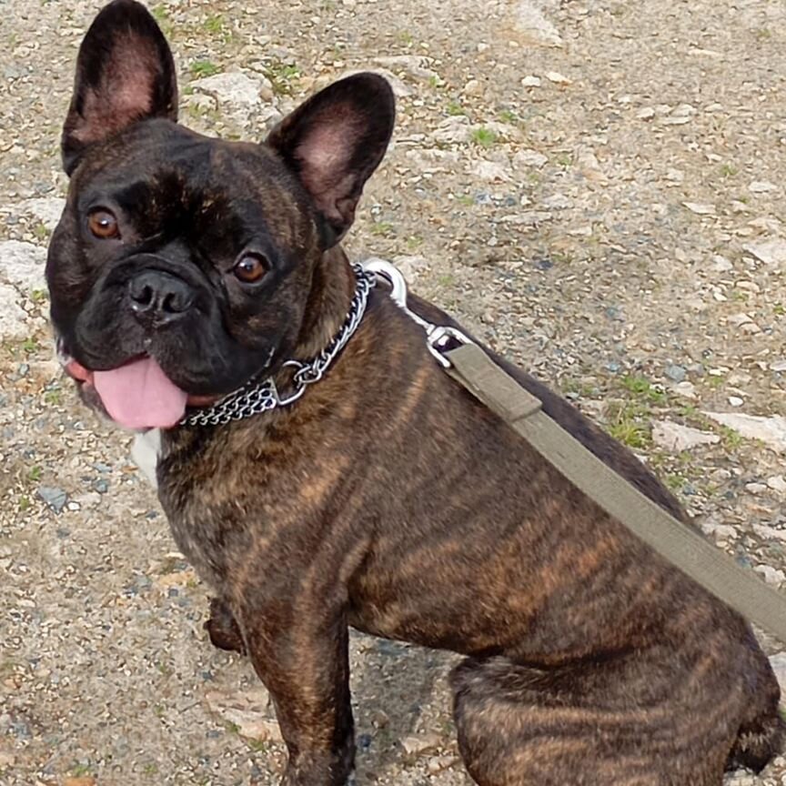 Французский бульдог, щенок