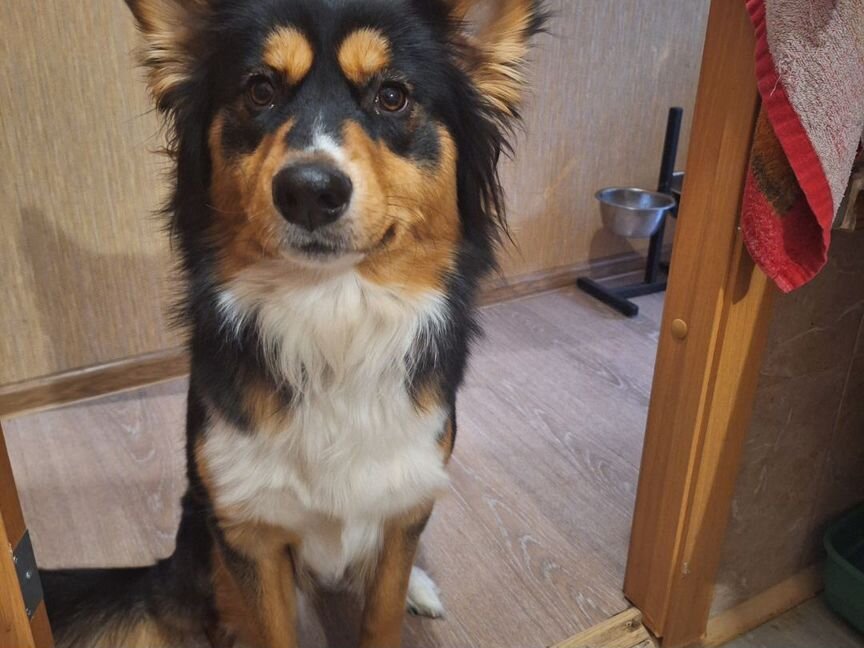 Собака в добрые руки отдам бесплатно