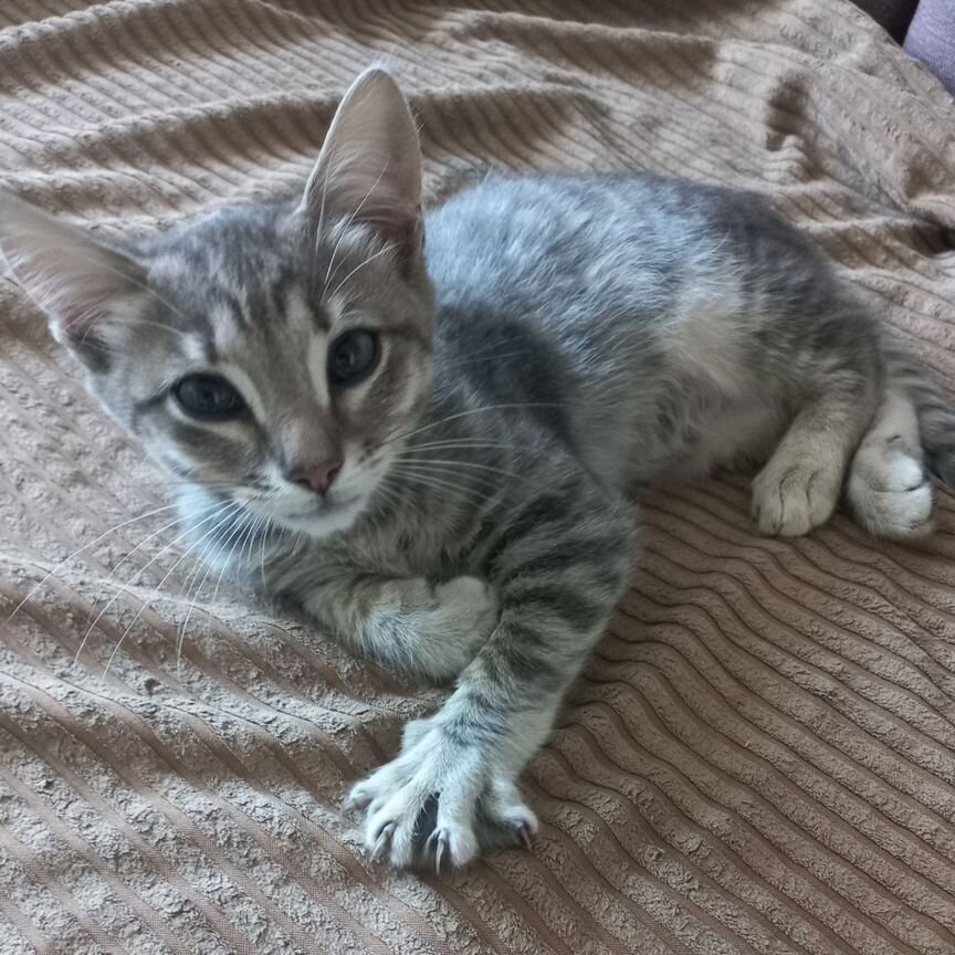 Котёнок обыкновенный