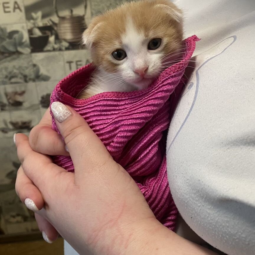 Котёнок в добрые руки