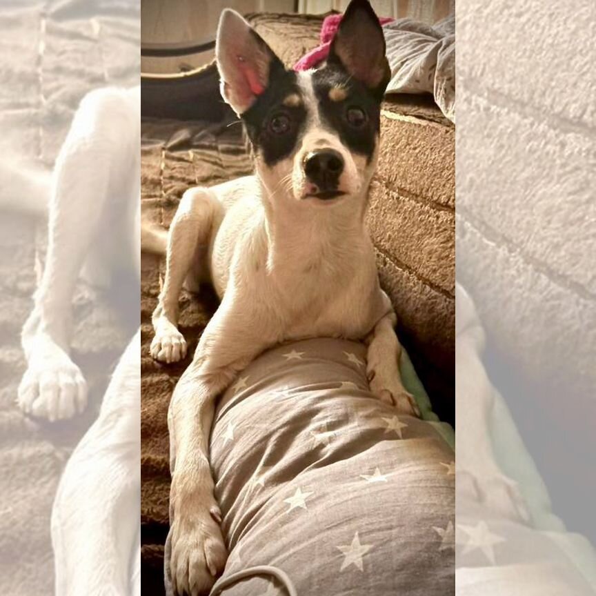 Взрослая собака в добрые руки