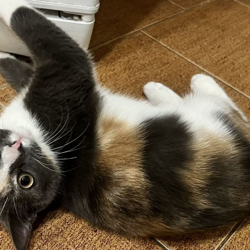 Котенок в добрые руки