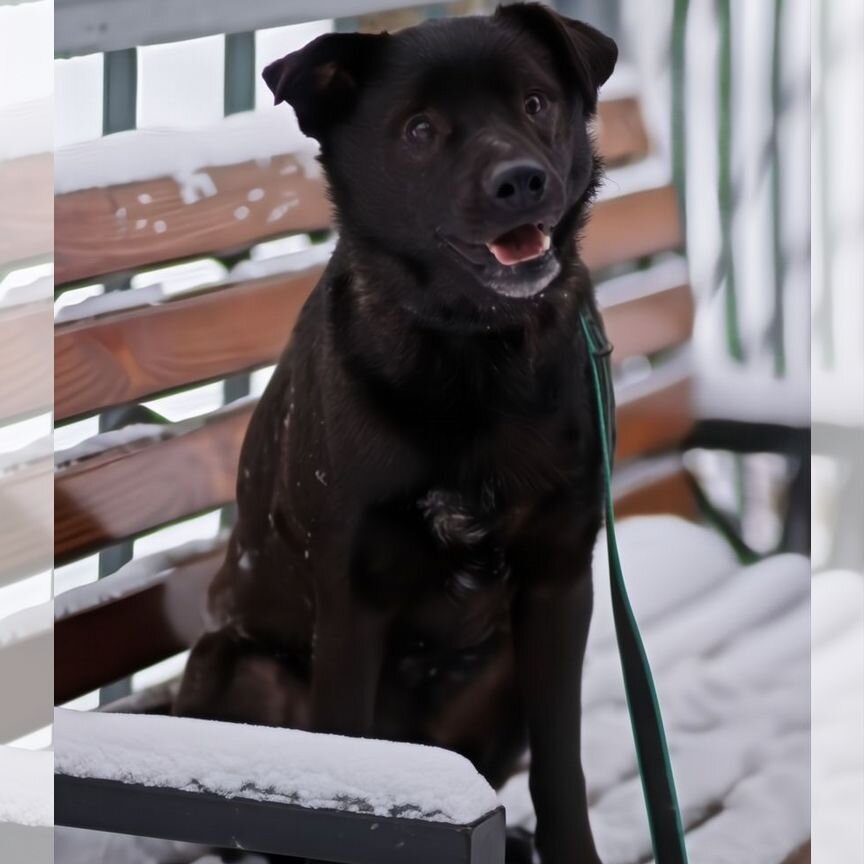 Взрослый пёс в добрые руки