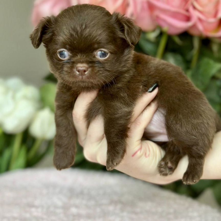 Девочкв чихуа куколка