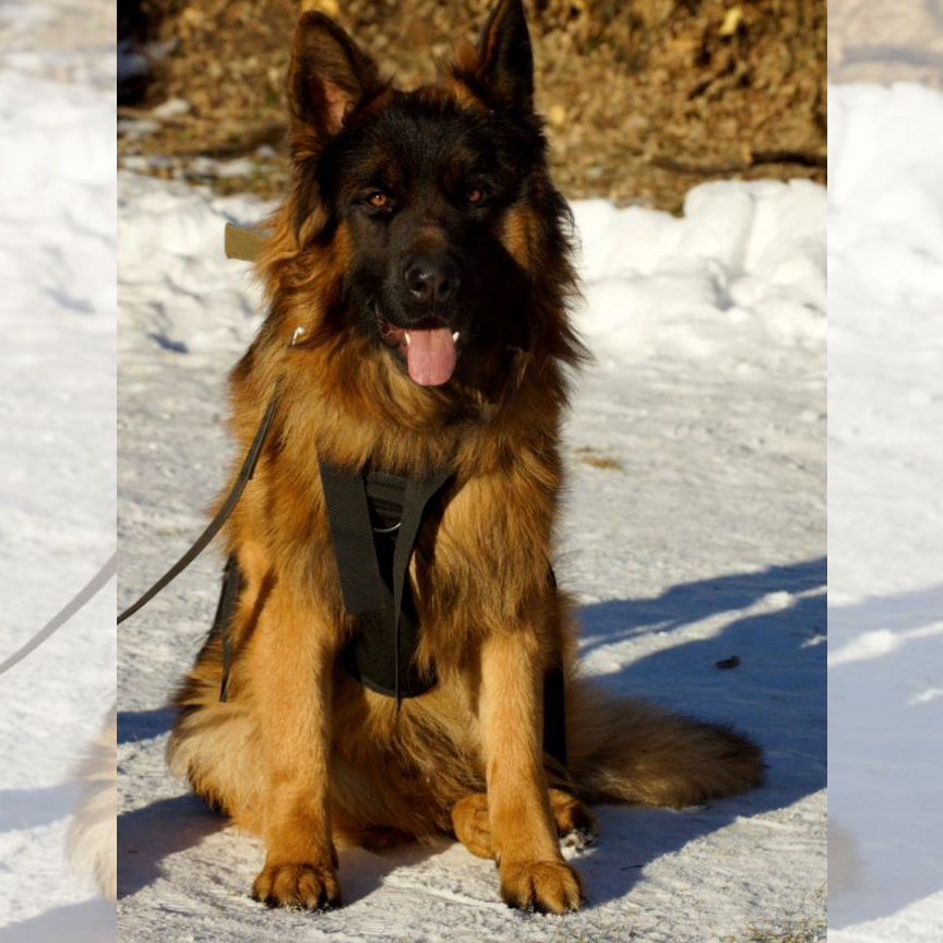 Немецкая овчарка, вязка