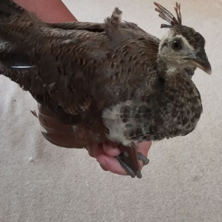 Павлинчики