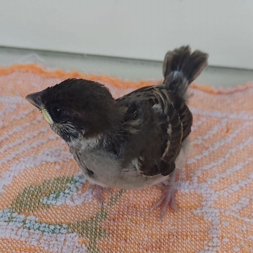 Воробушку нужна семья