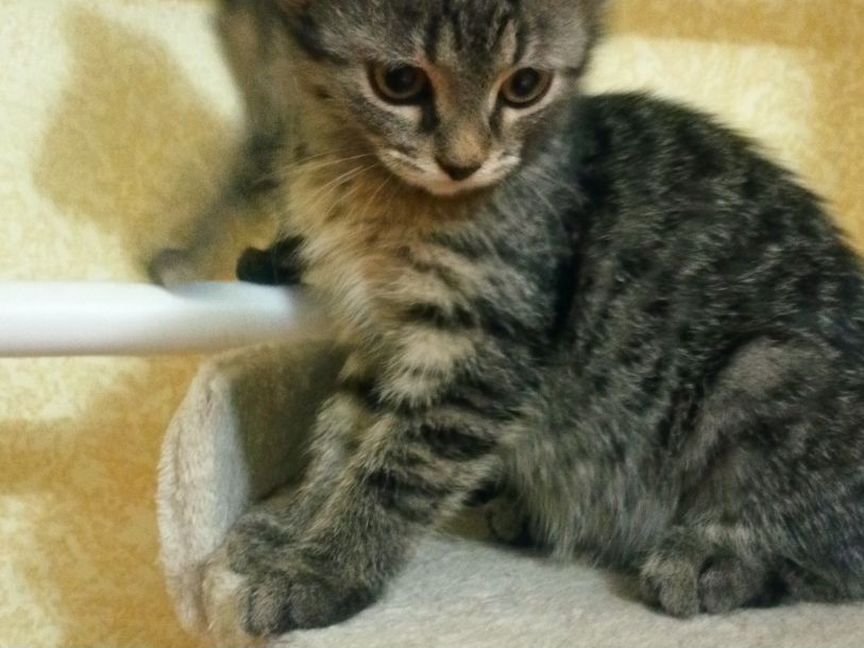 Котёнок кошечка 3 мес крысоловка