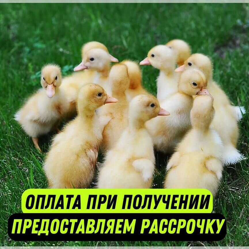 Утята ст 5 оптом от 50 шт. доставка бесплатная