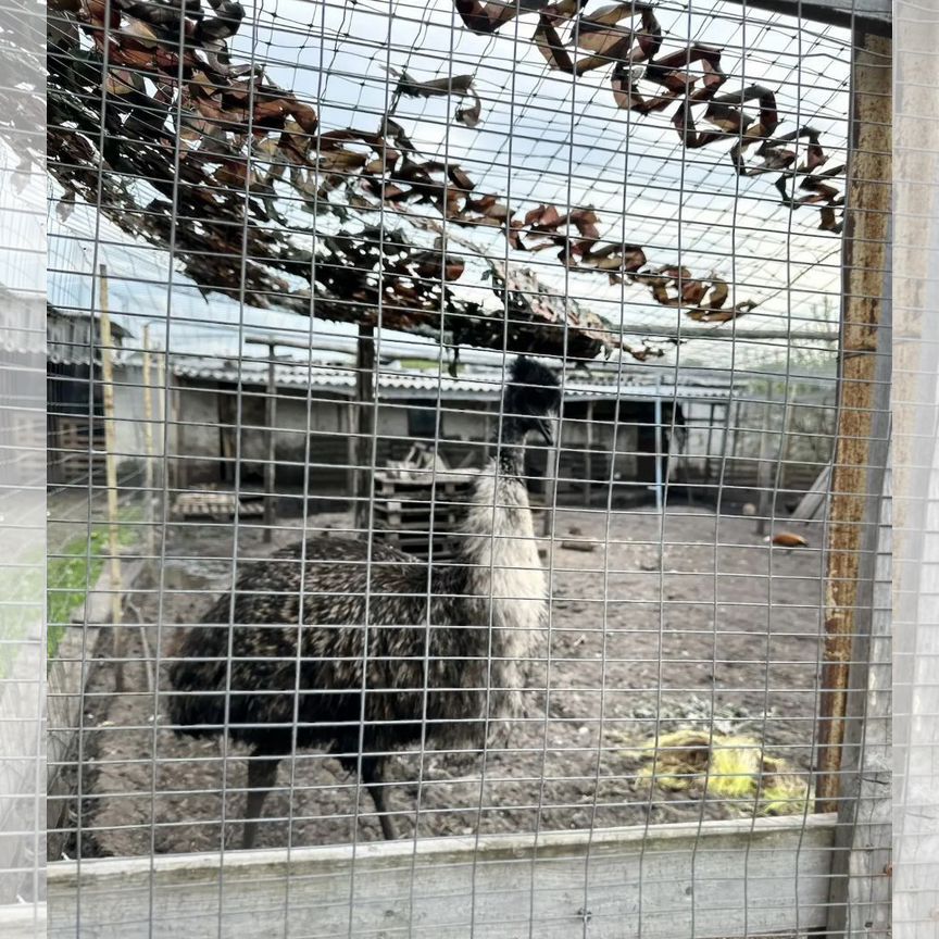 Страус