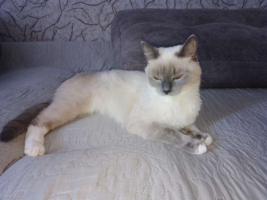 Кошка ищет сиамского кота