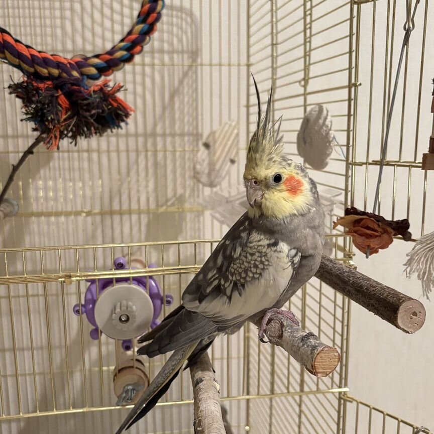 Попугай корелла с клеткой