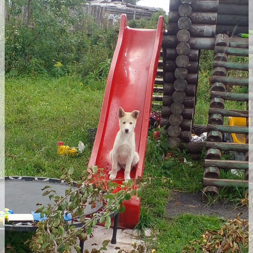 Щенок в добрые руки