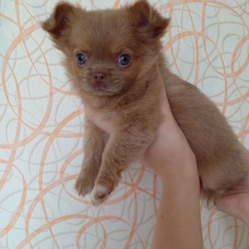 Щенки чихуахуа