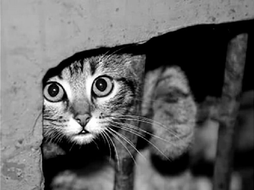 Котику из подвала ищем любящих хозяев