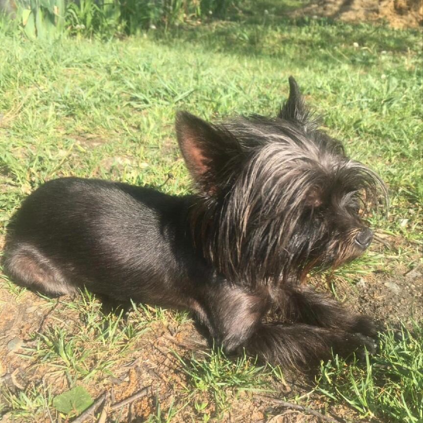 Потерялась собака просьба отписаться если нашли