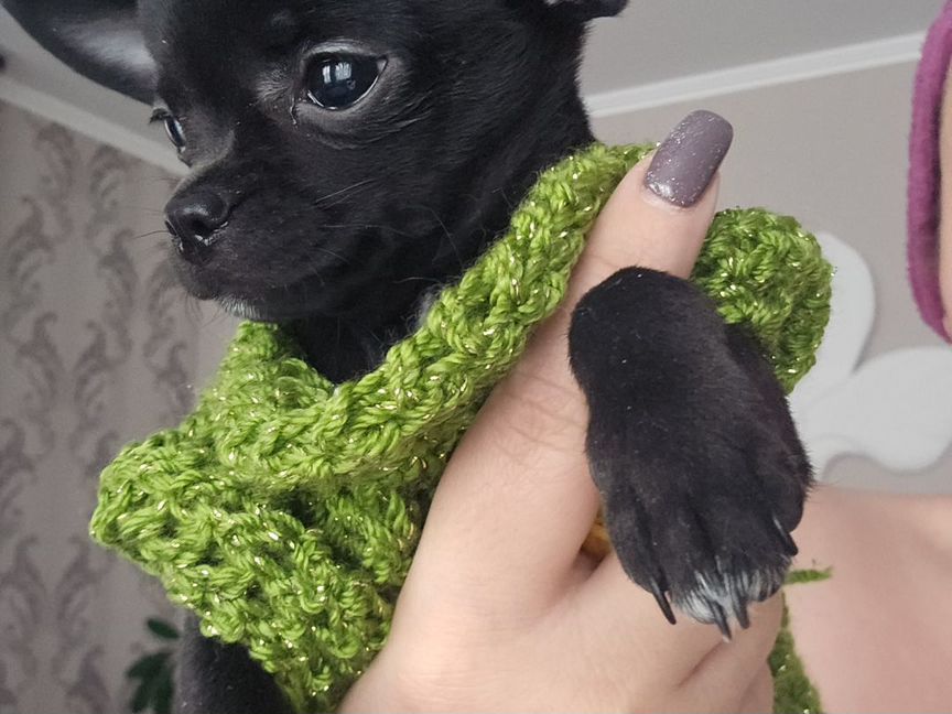 Чихуахуа мини девочка