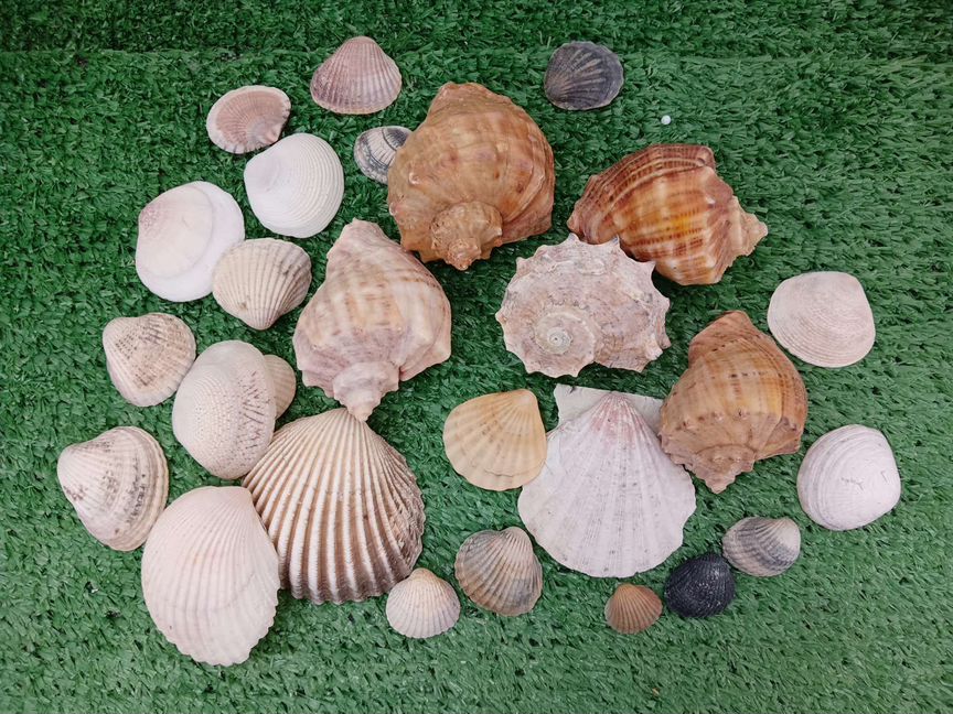 Украшения для аквариума ракушки