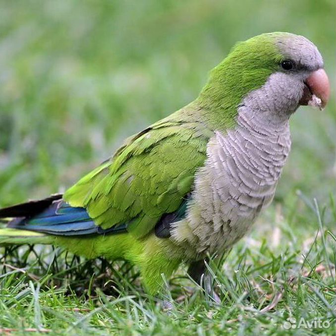 Калита Монах зелёный