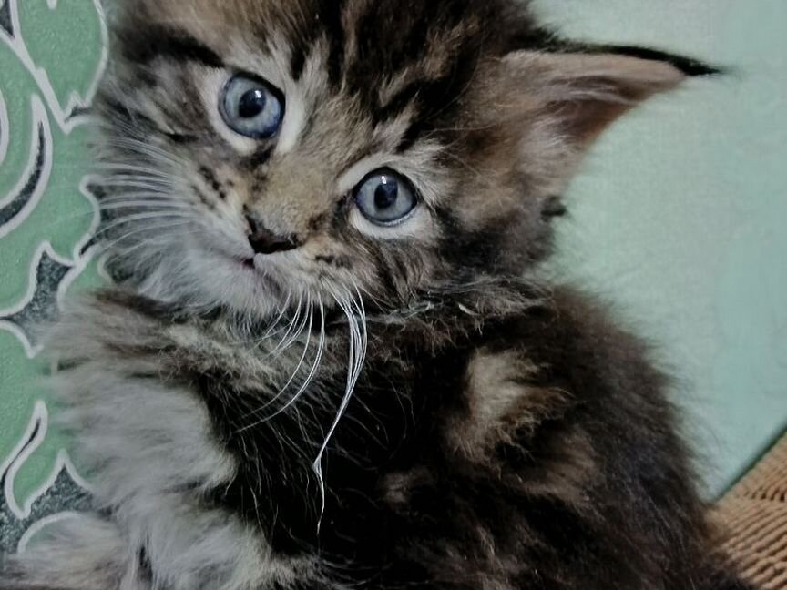 Котята мейн-кун