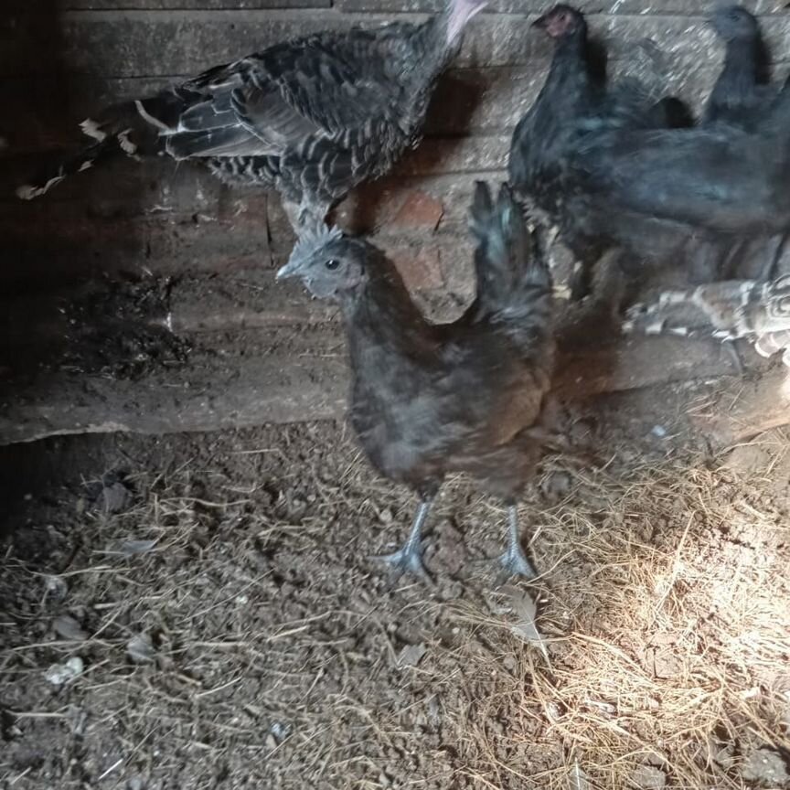 Петух ухейлюй