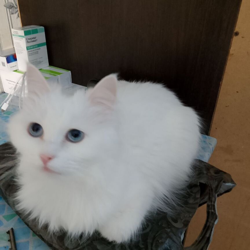 Отдам в добрые руки красивую кошечку 3 года