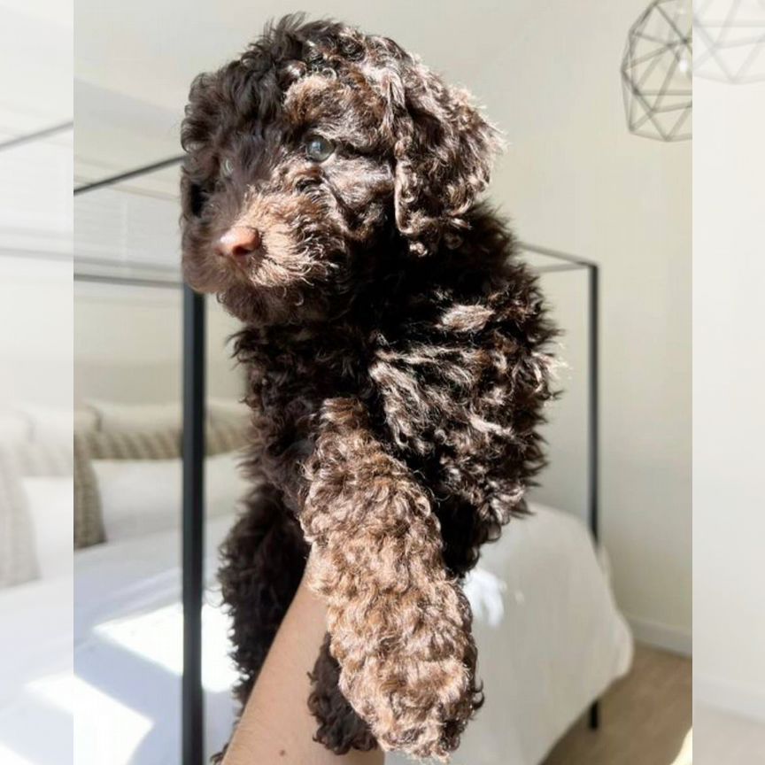 Той-пудель шоколад