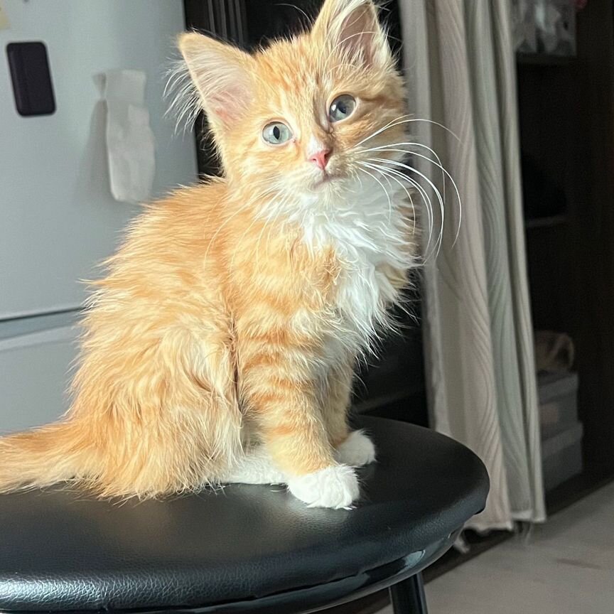 Котенок девочка в добрые руки