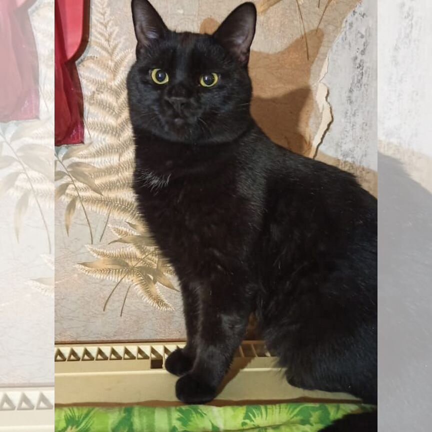 Красавец молодой котик