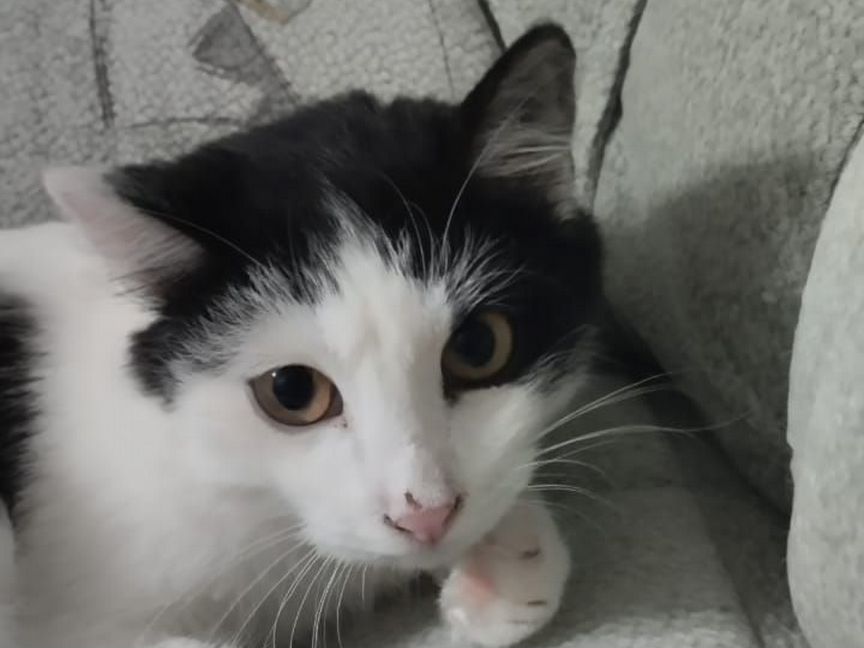 Кошка в дар бесплатно