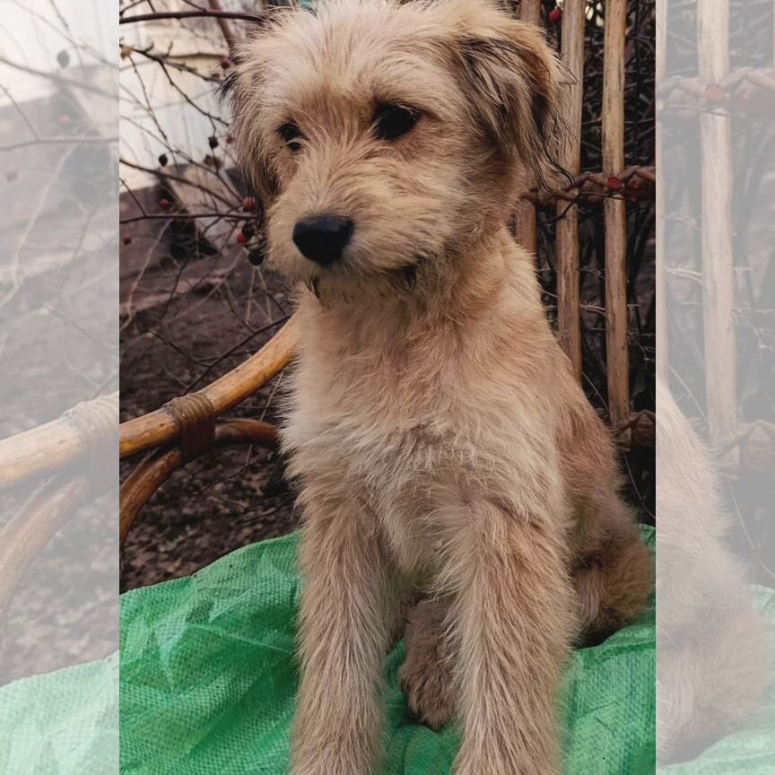 Щенок в добрые руки