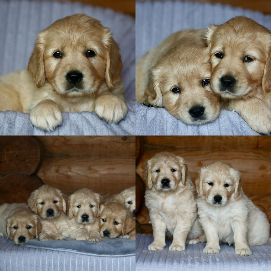 Щенки золотистого ретривера