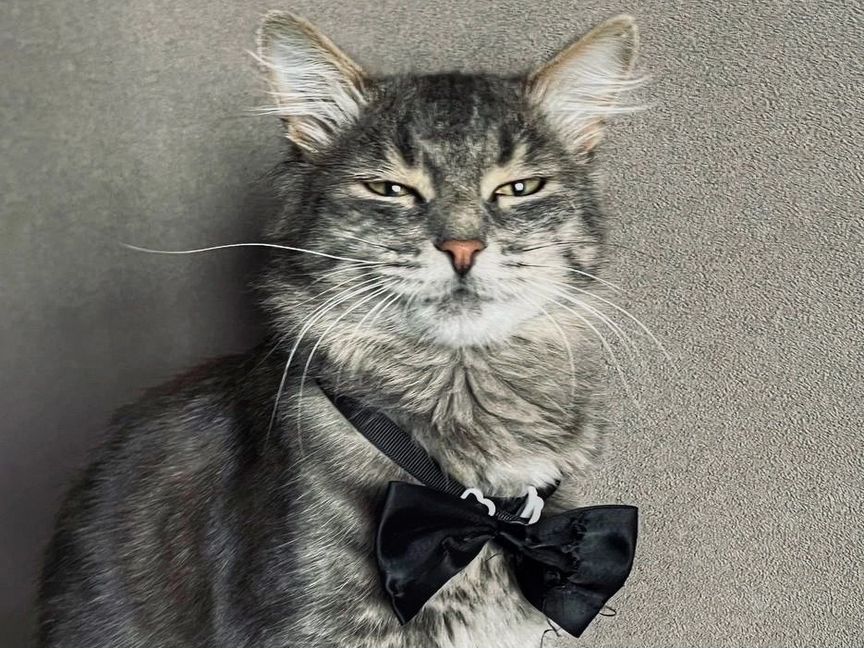Кот котенок в добрые руки