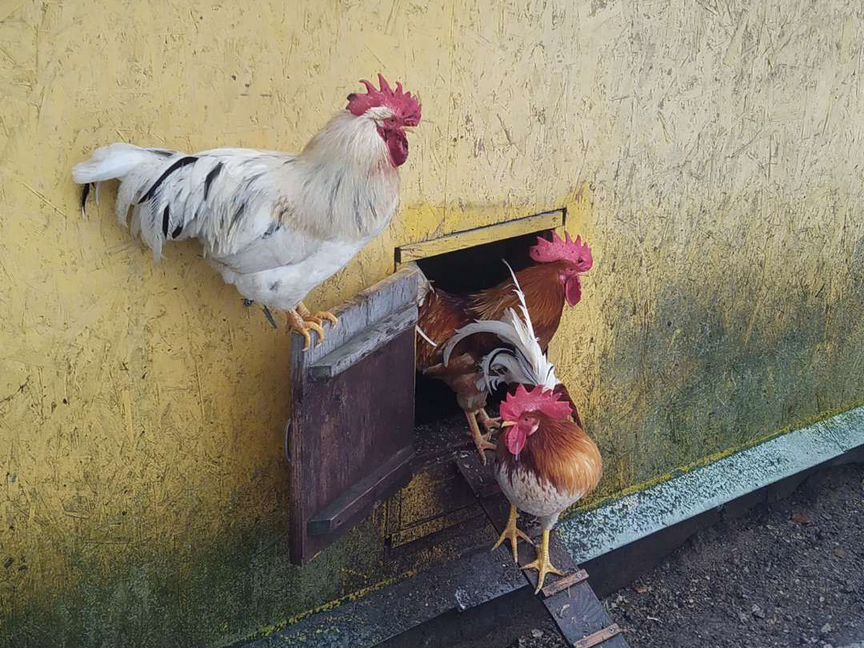 Петухи