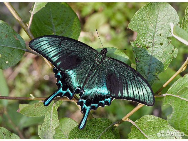 Бабочки тропические из мини-фермы