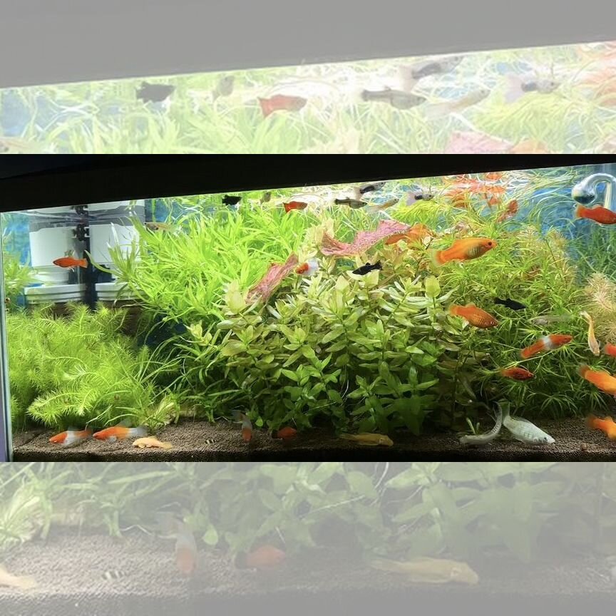 Аквариумные растения